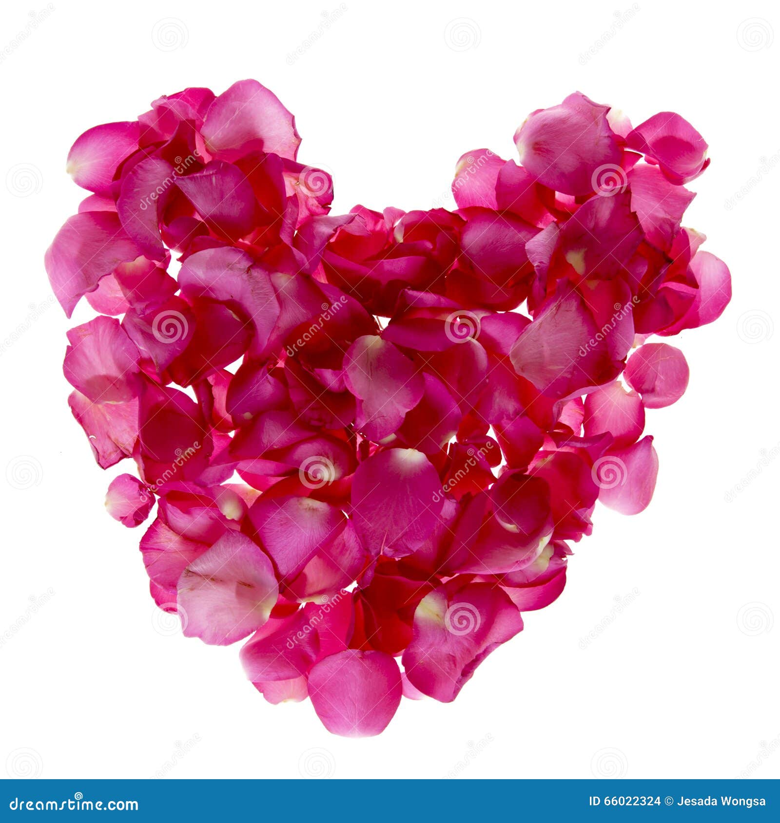 Real Pink Rose Heart Shape on White Background Stock Illustration ...