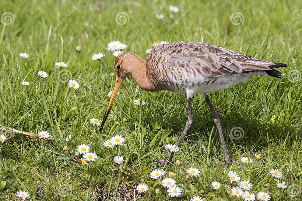 Real Pitt in Holland stock photo. Image of holland, nature - 93464202