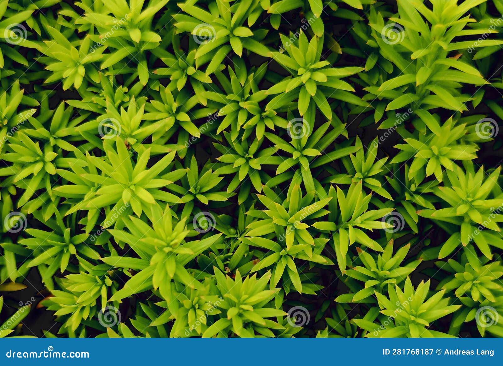 Real Plant Texture Rough Pattern Image Abstract Background Art Stock ...