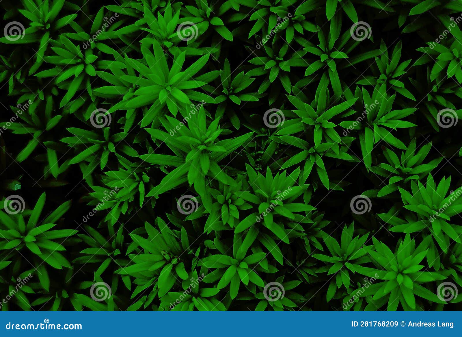 Real Plant Texture Rough Pattern Image Abstract Background Art Stock ...