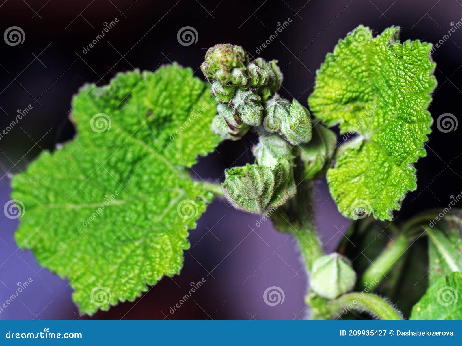 Real Pretty Buds of Mallow Plant Stock Image - Image of foliage, mallow ...