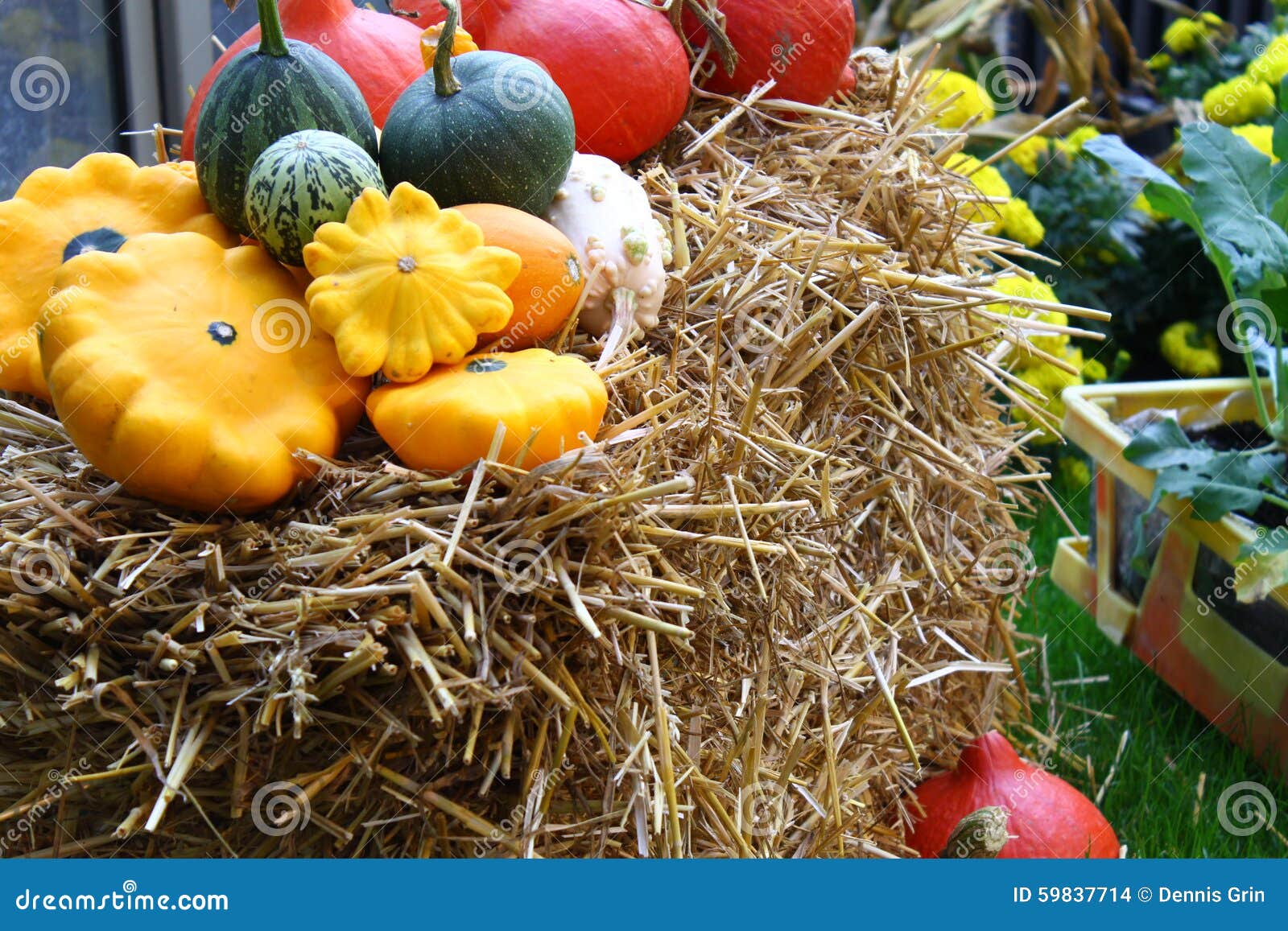 Real Pumpkins In Farmer`s Field On Bright Sunny Day Stock Photography ...