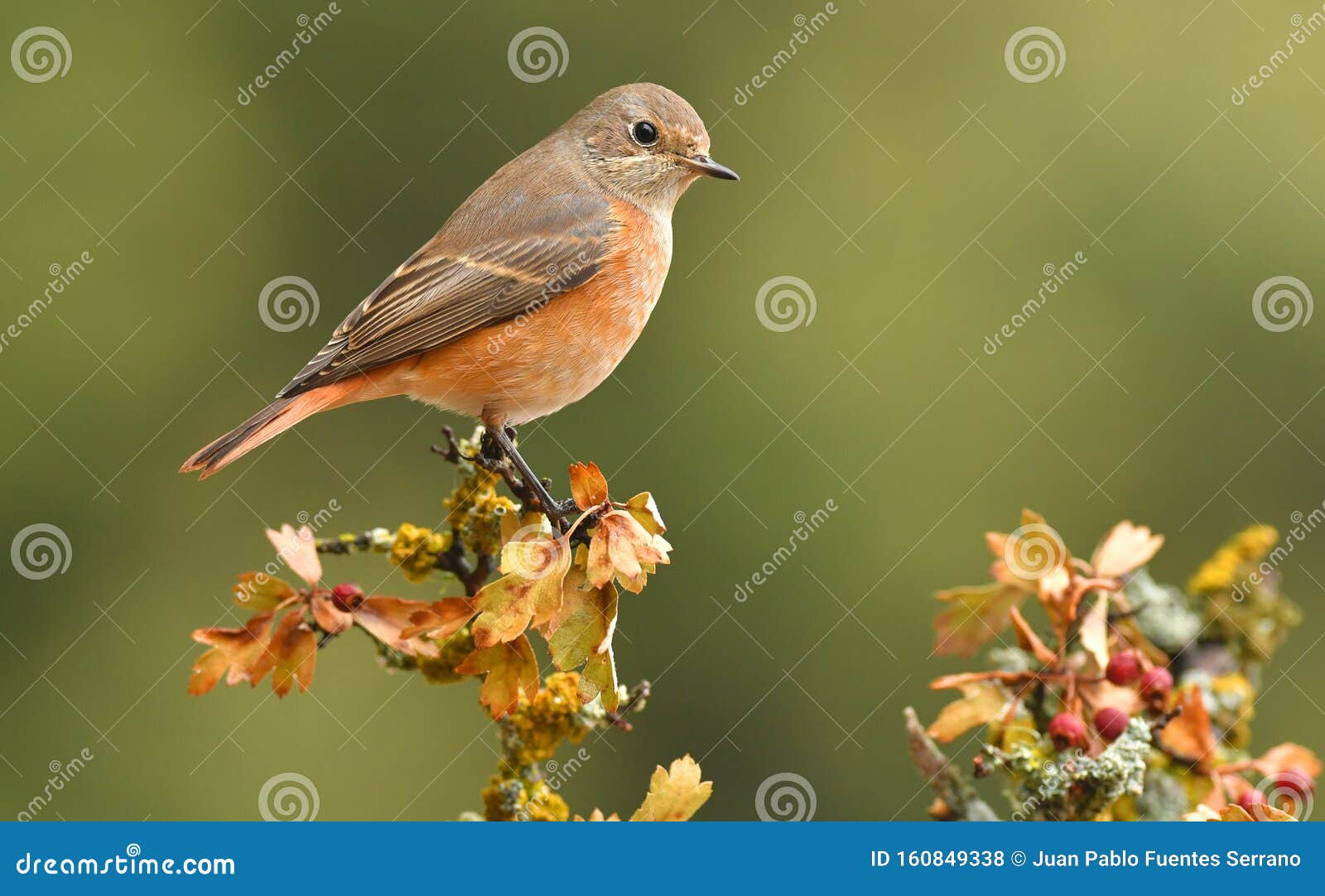Real Redhead Perched on a Tree Twig Stock Photo - Image of buitre ...