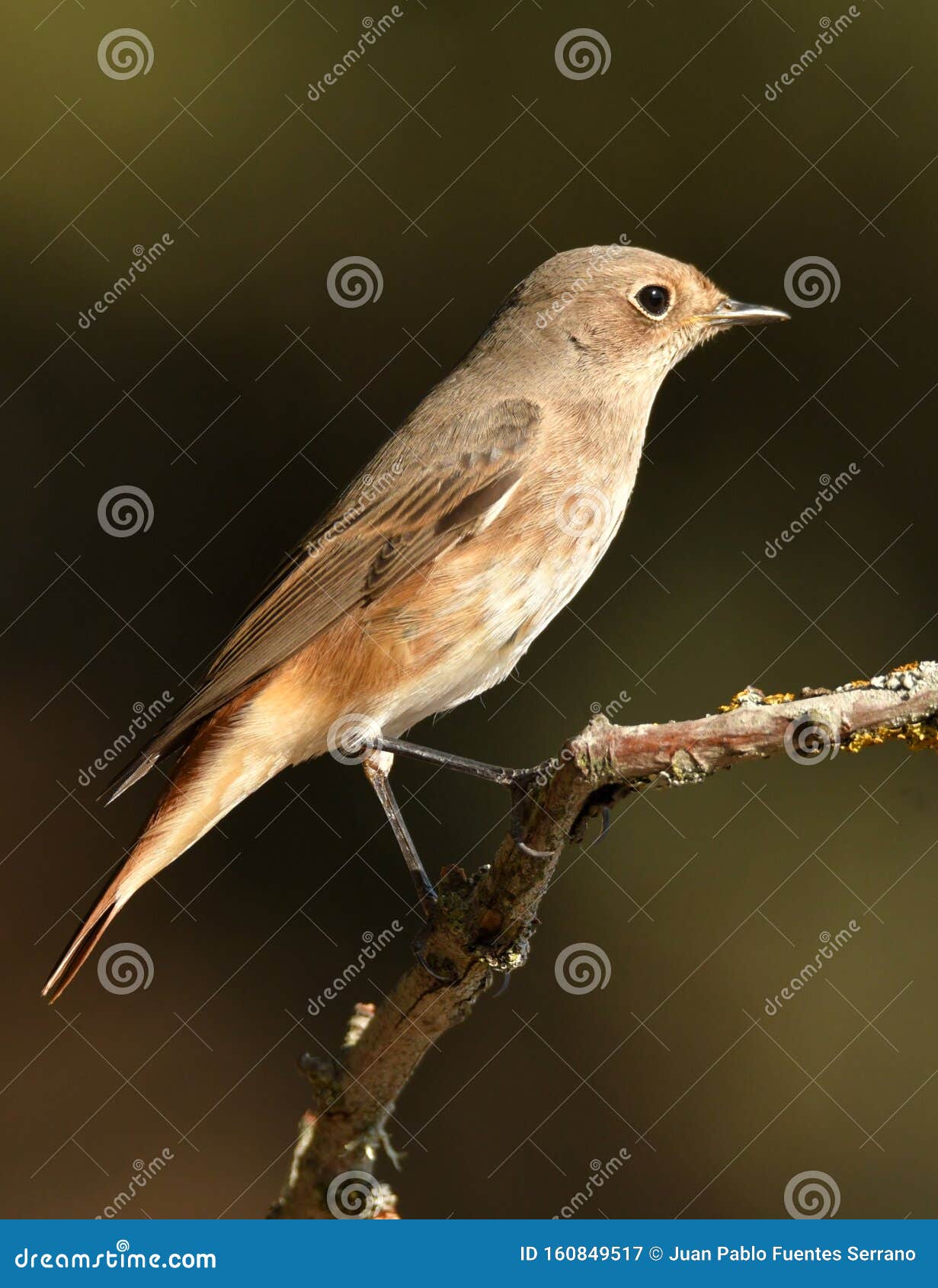 Real Redhead Perched on a Tree Twig Stock Image - Image of fauna ...