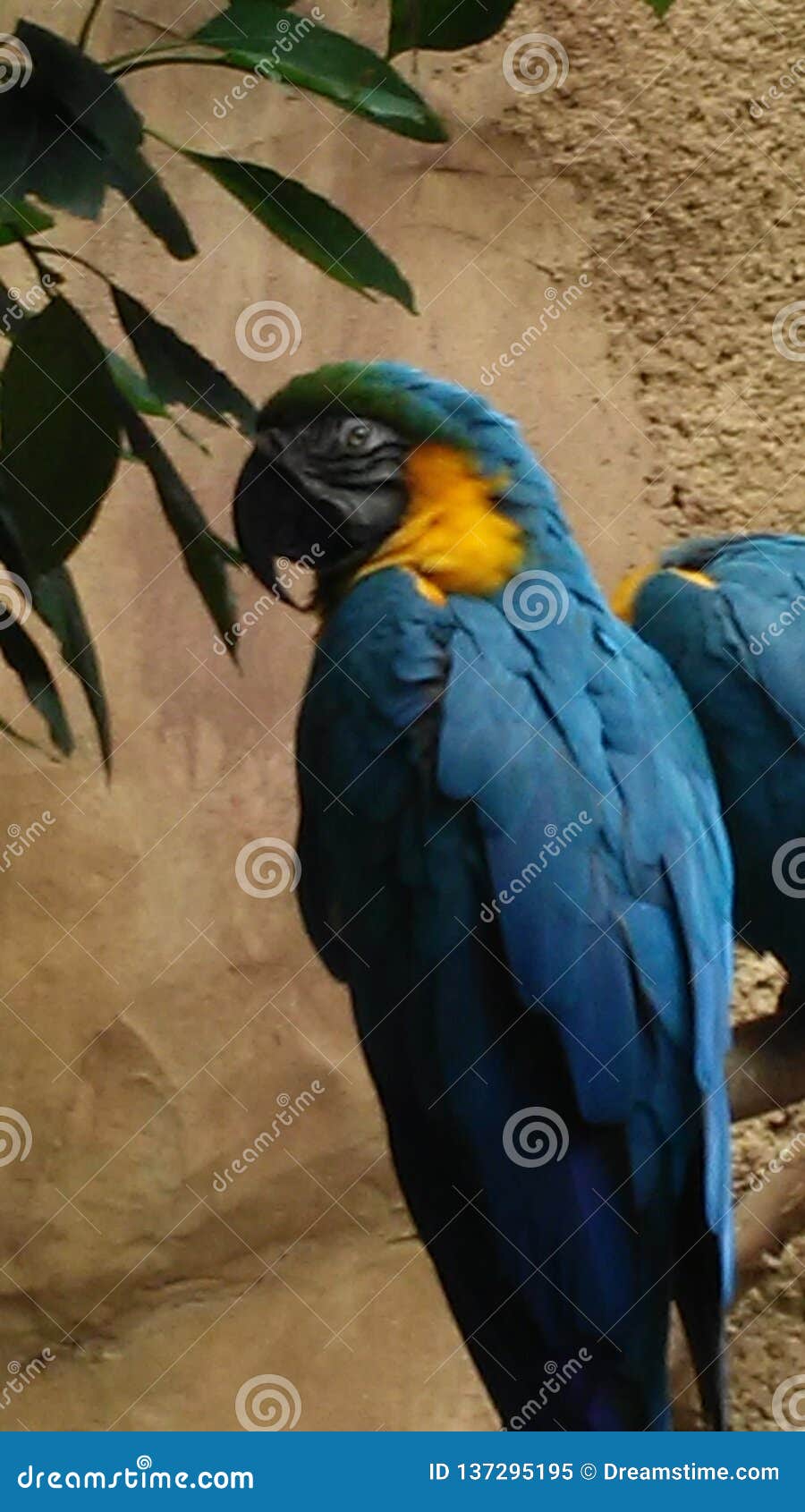 The real Rio stock image. Image of bird, beautiful, blue - 137295195