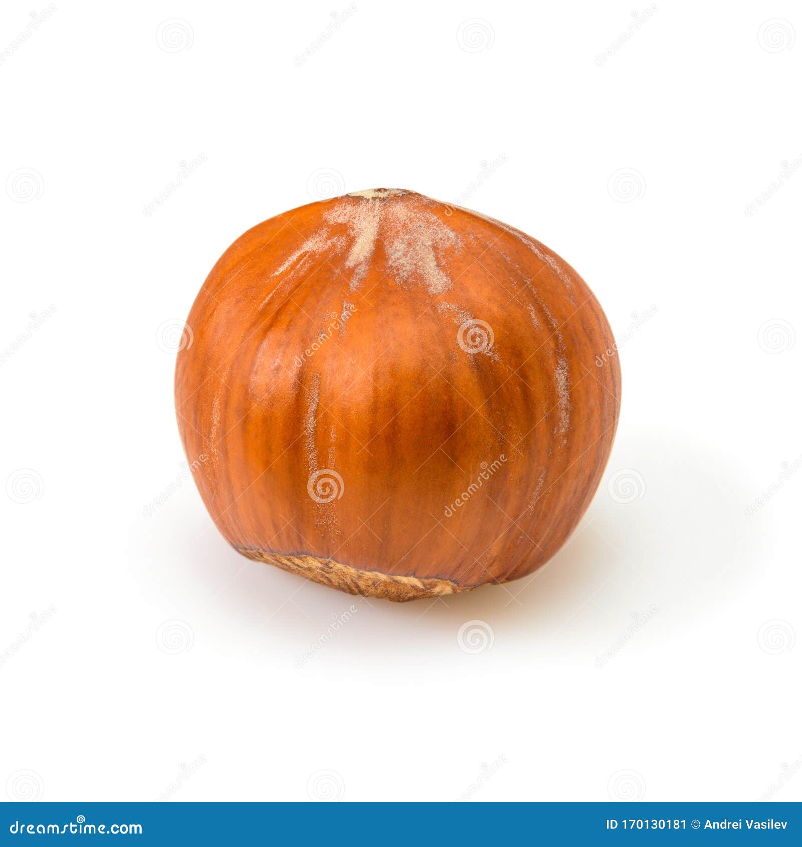 Real Ripe Hazelnut, Closeup Macro Isolated On White Background Stock ...