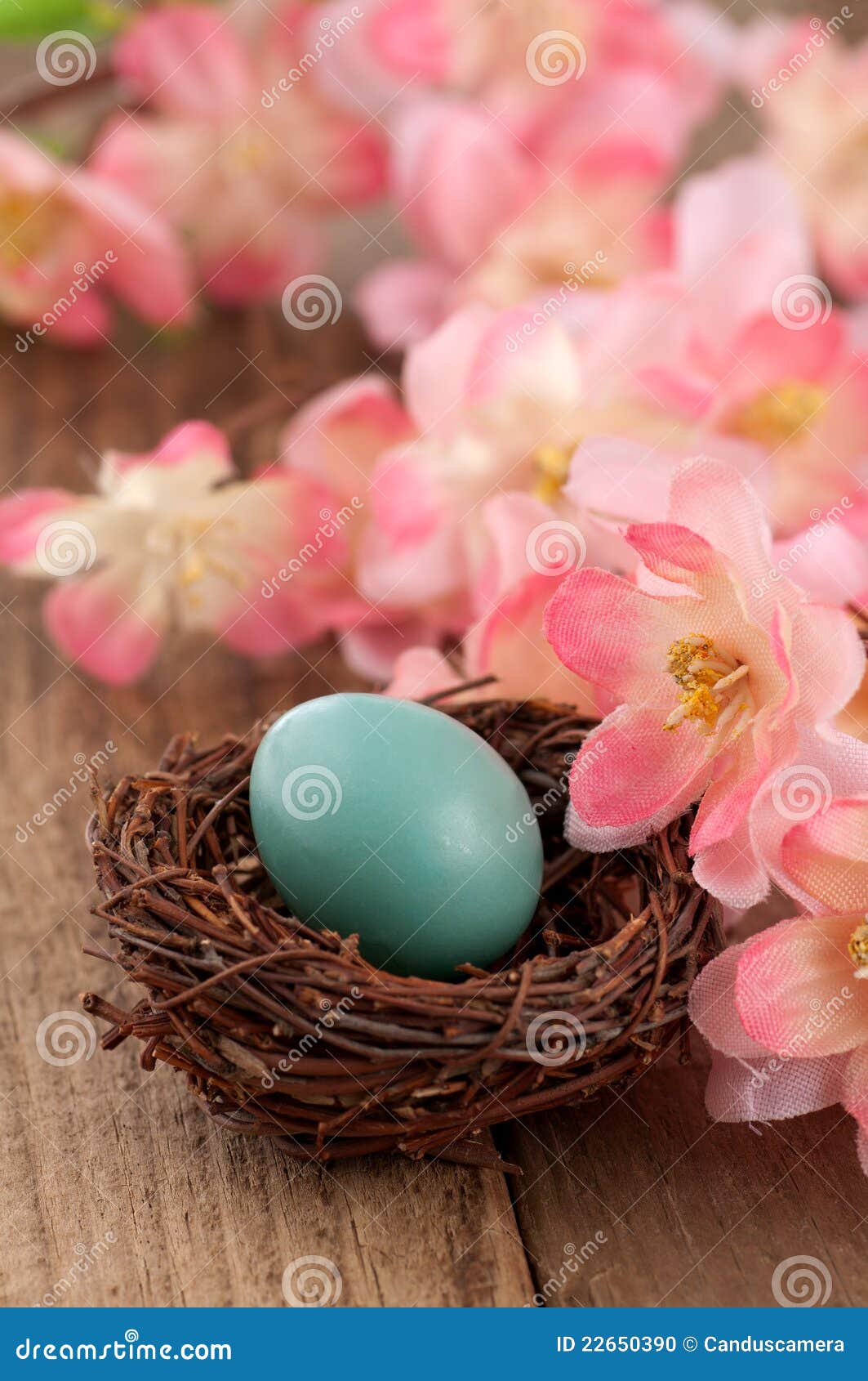 Real Robins Egg with Pink Spring Flowers Stock Photo - Image of nature ...