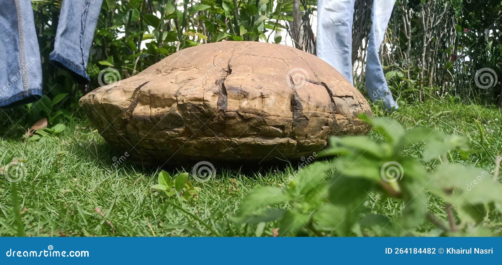 A Real Rock Shaped Like a Tortoise Shell. Stock Photo - Image of shaped ...