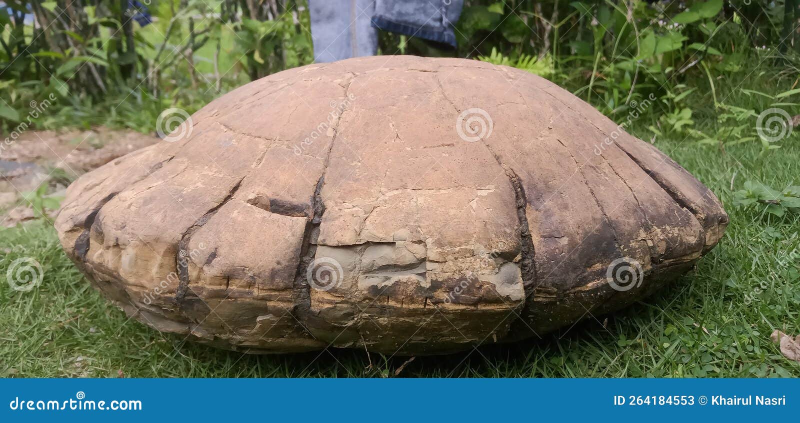 A Real Rock Shaped Like a Tortoise Shell. Stock Image - Image of garden ...