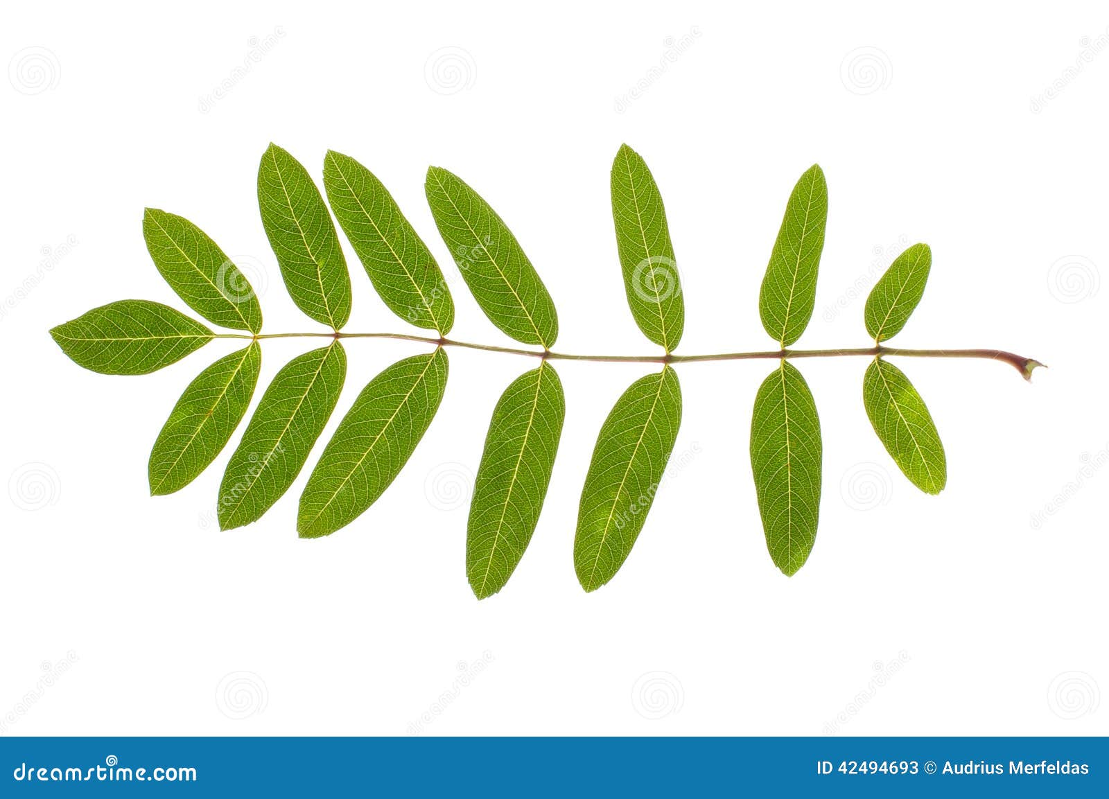 Real rowan leaf isolated stock image. Image of foliage - 42494693