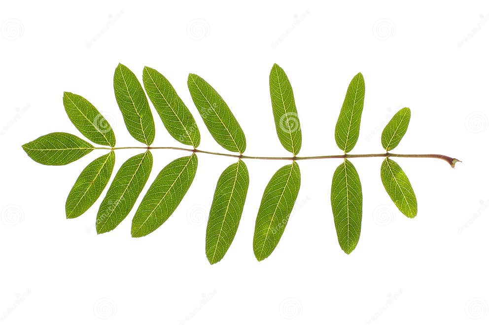 Real rowan leaf isolated stock image. Image of foliage - 42494693