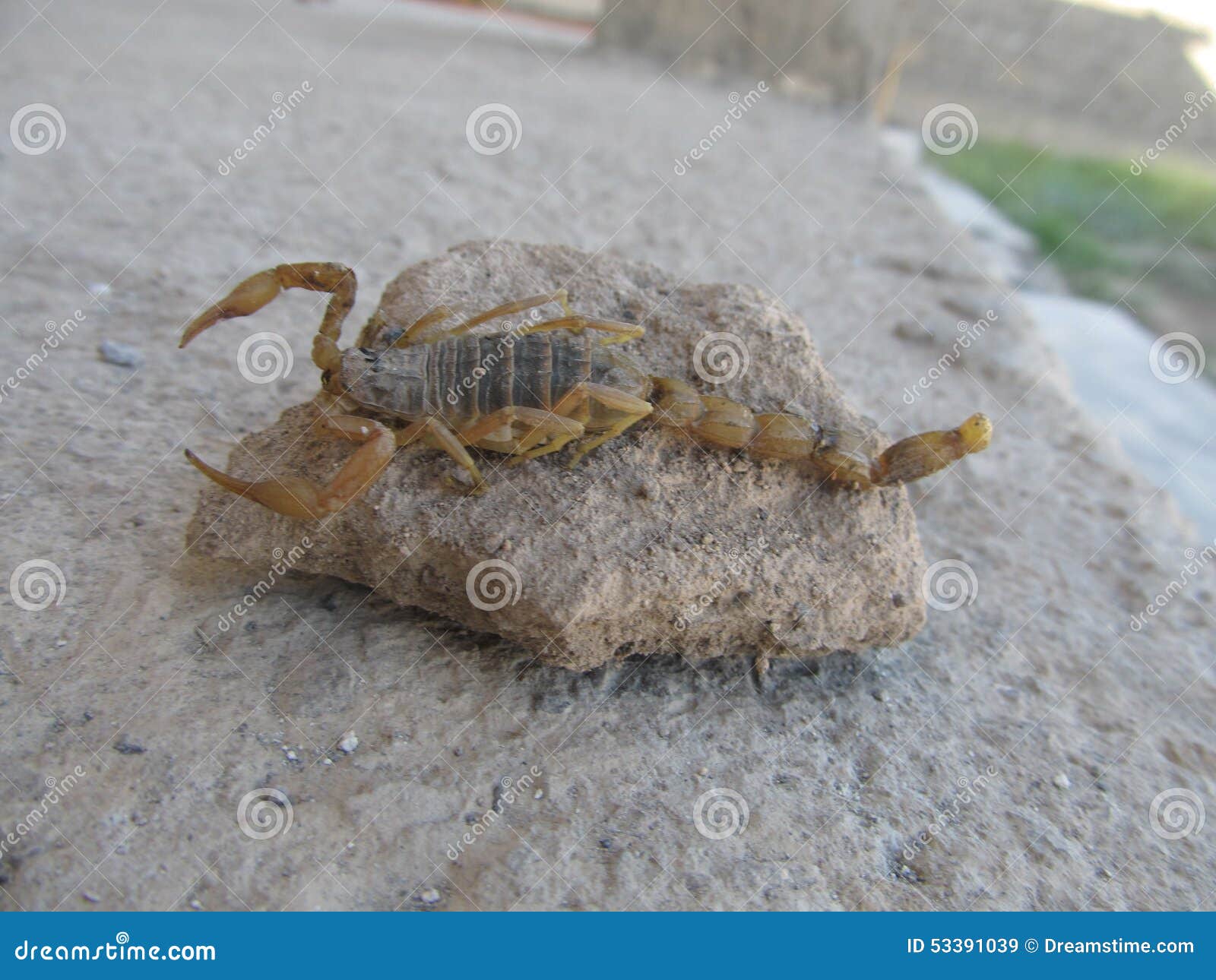 A real scorpion stock image. Image of scorpio, animals - 53391039