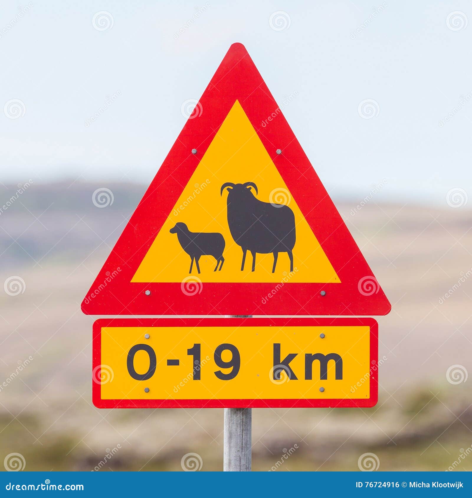 Real Sheep Crossing Traffic Sign Stock Photo - Image of aware, iceland ...