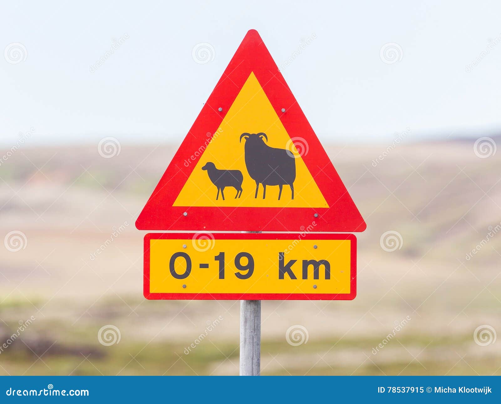 Real Sheep Crossing Traffic Sign Stock Image - Image of road ...