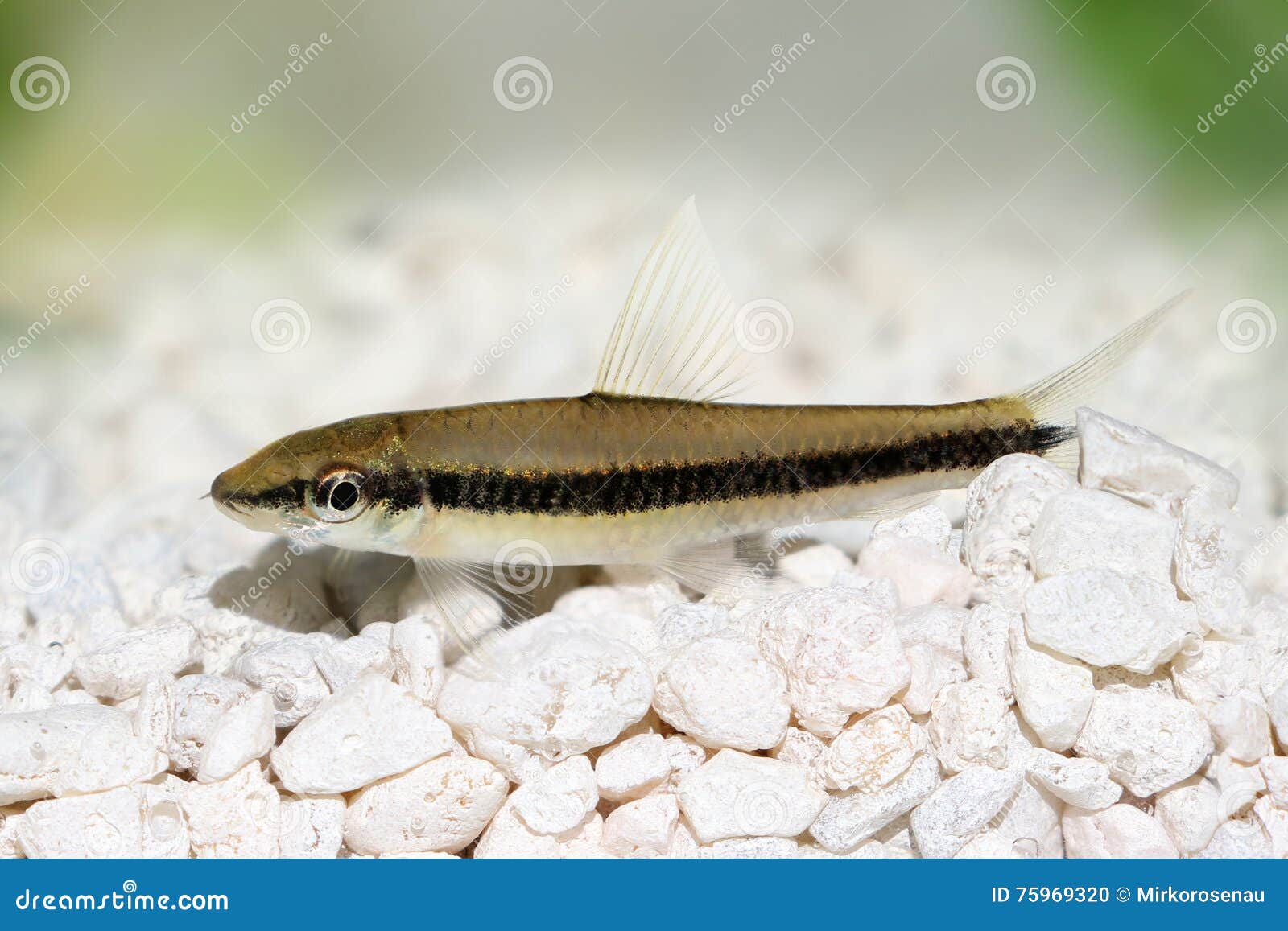 Real Siamese Algae Eater Catfish Crossocheilus Oblongus Aquarium Fish ...