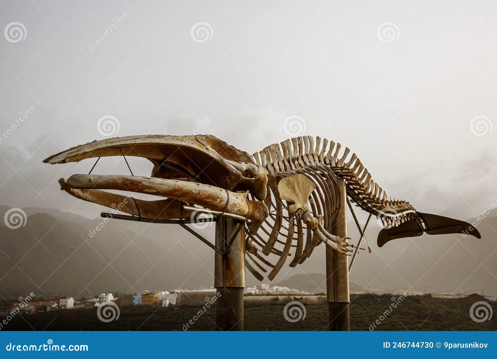 Ambulocetus Natans Skeleton