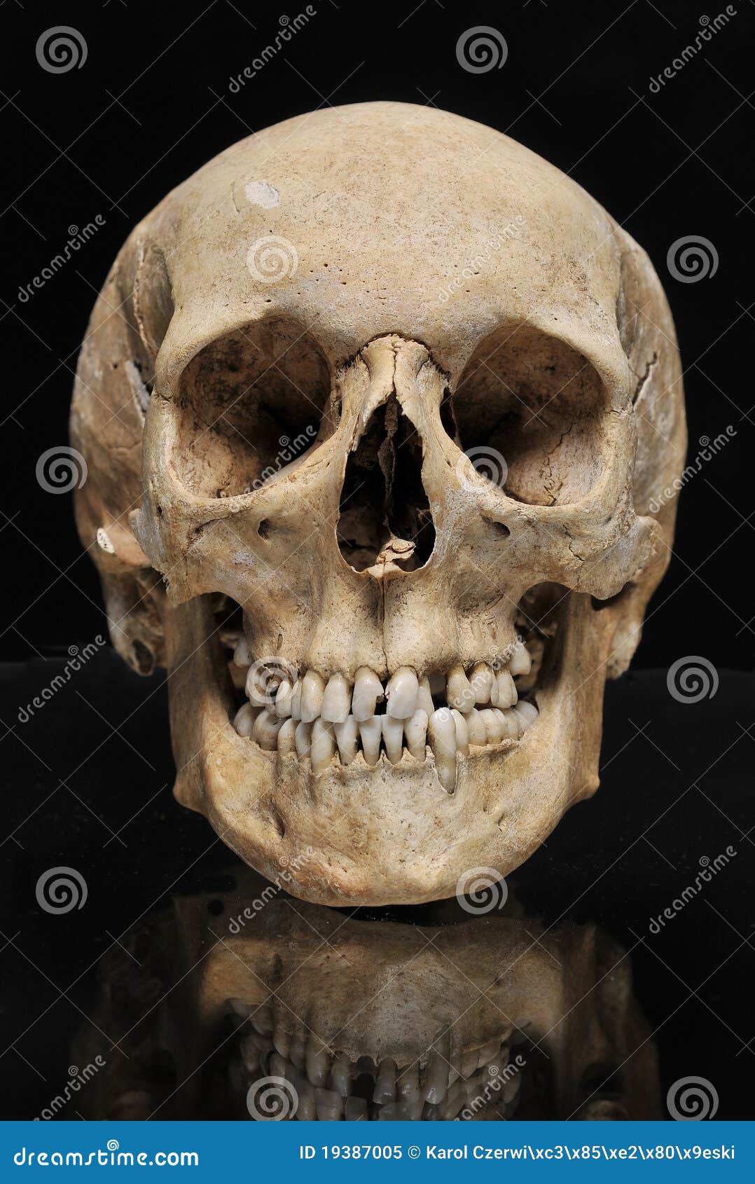 Real Skull Human on a Black Background Stock Image - Image of medicine ...