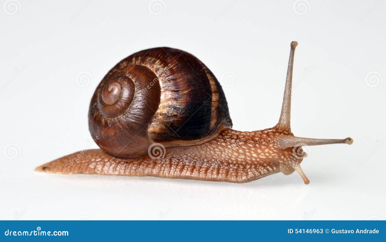 Snail Royalty-Free Stock Image | CartoonDealer.com #27200116