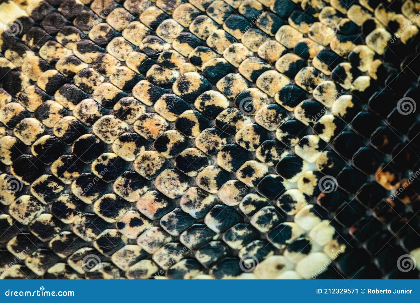Real Snake Skin Texture, Macro Photo of Snake Skin Stock Image - Image ...