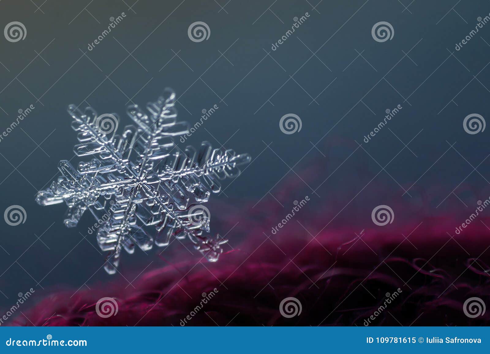 Real Snowflake Macro. Nature in Winter, Cold. Stock Image - Image of ...
