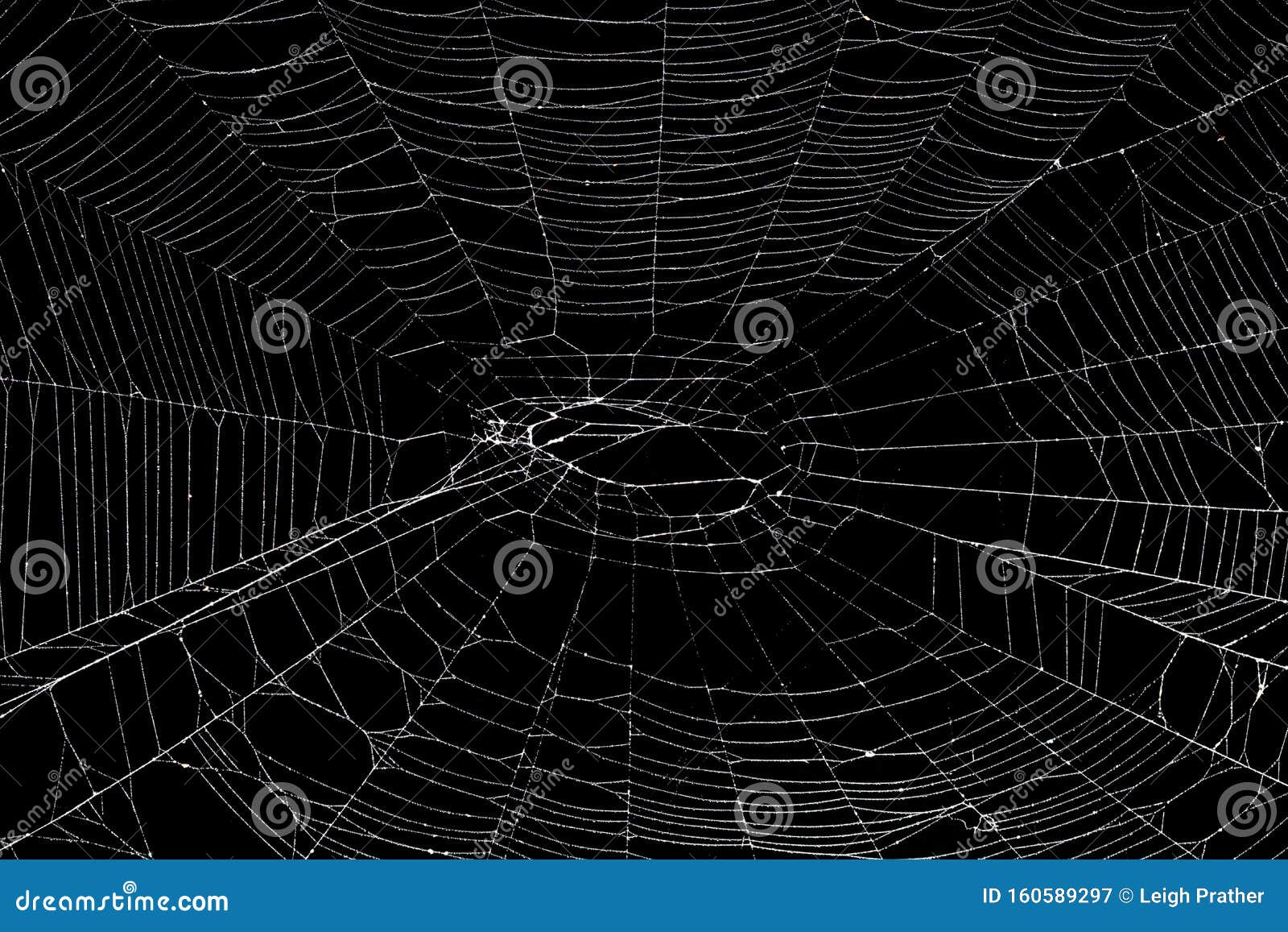 Real spider web on black stock image. Image of dark - 160589297