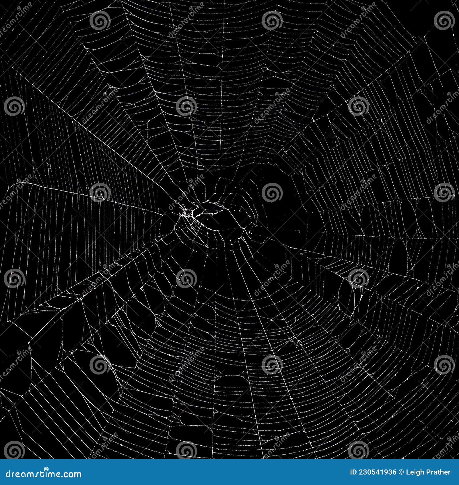 Real Spider Web Isolated on Black Stock Photo - Image of natural, dark ...