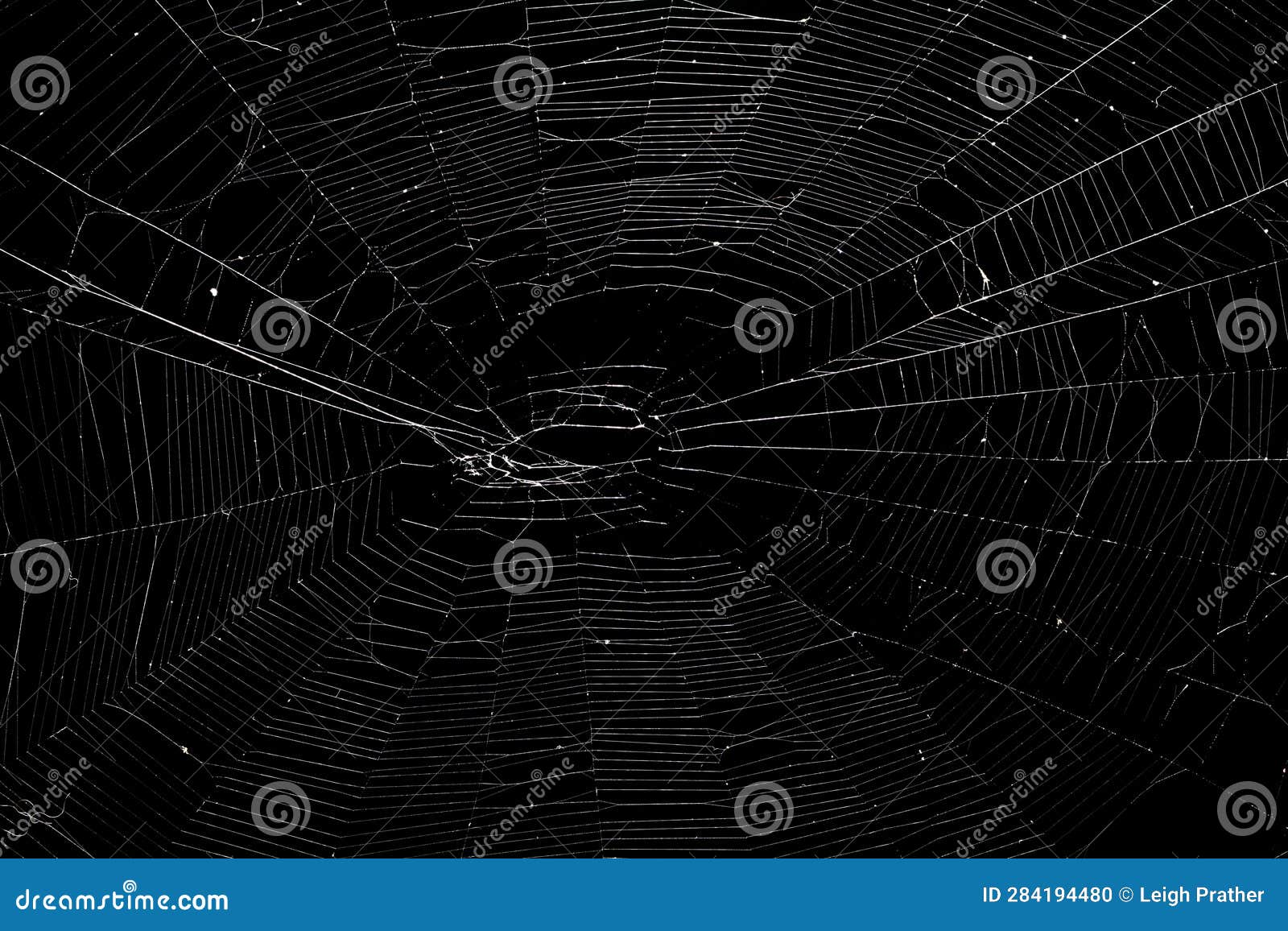 Real Spider Web Isolated on Black Stock Photo - Image of isolated, dark ...
