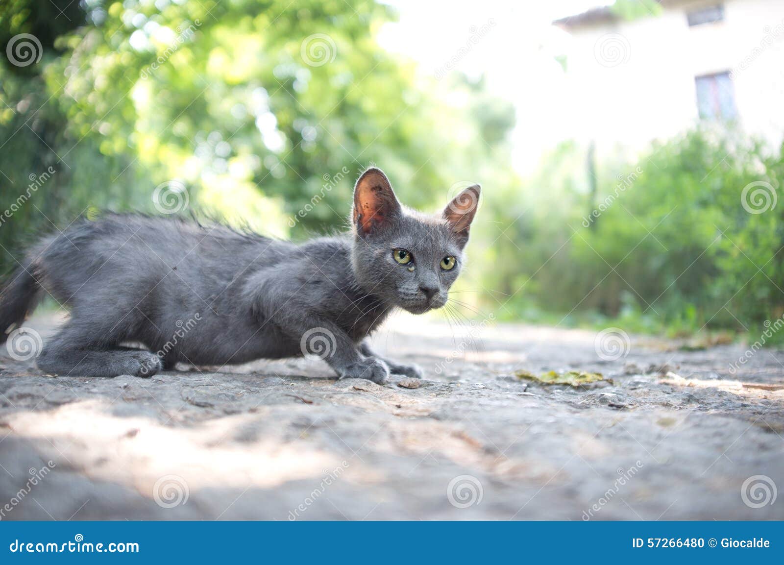 Real stray cat stock photo. Image of sick, abandoned - 57266480