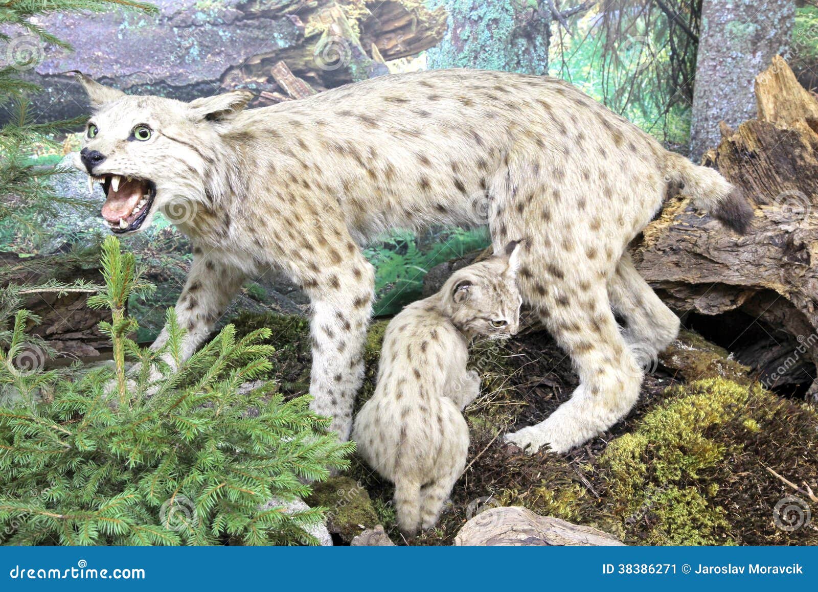 Real stuffed lynx editorial photo. Image of east, tatra - 38386271