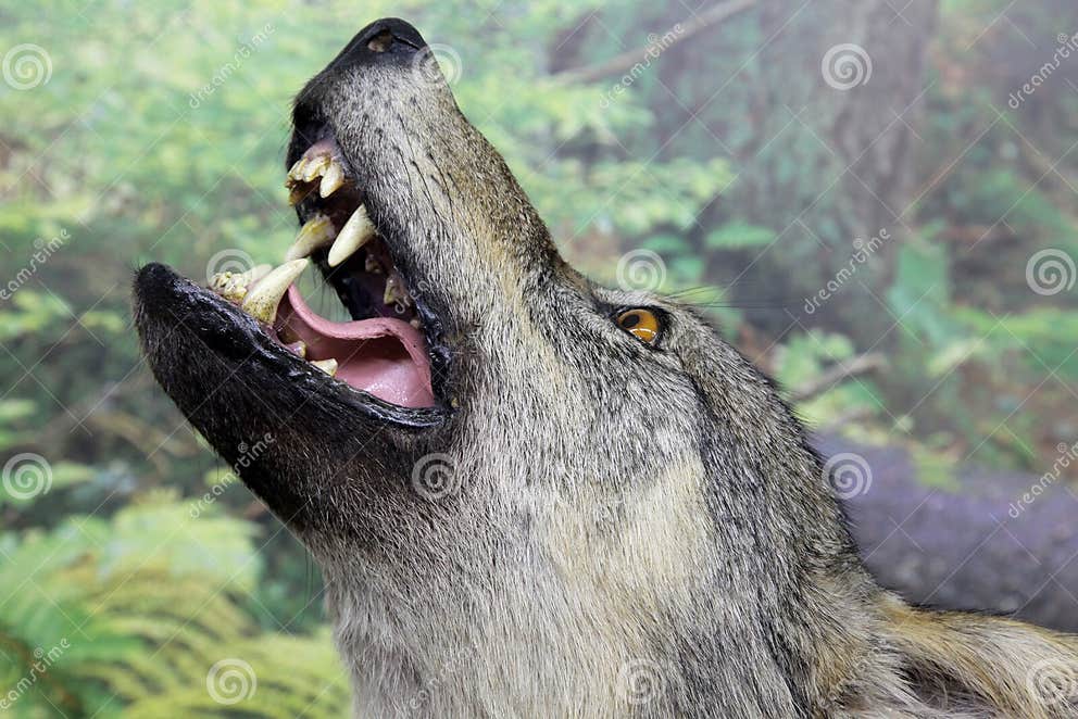 Real stuffed wolf stock image. Image of tatranska, park - 38387017