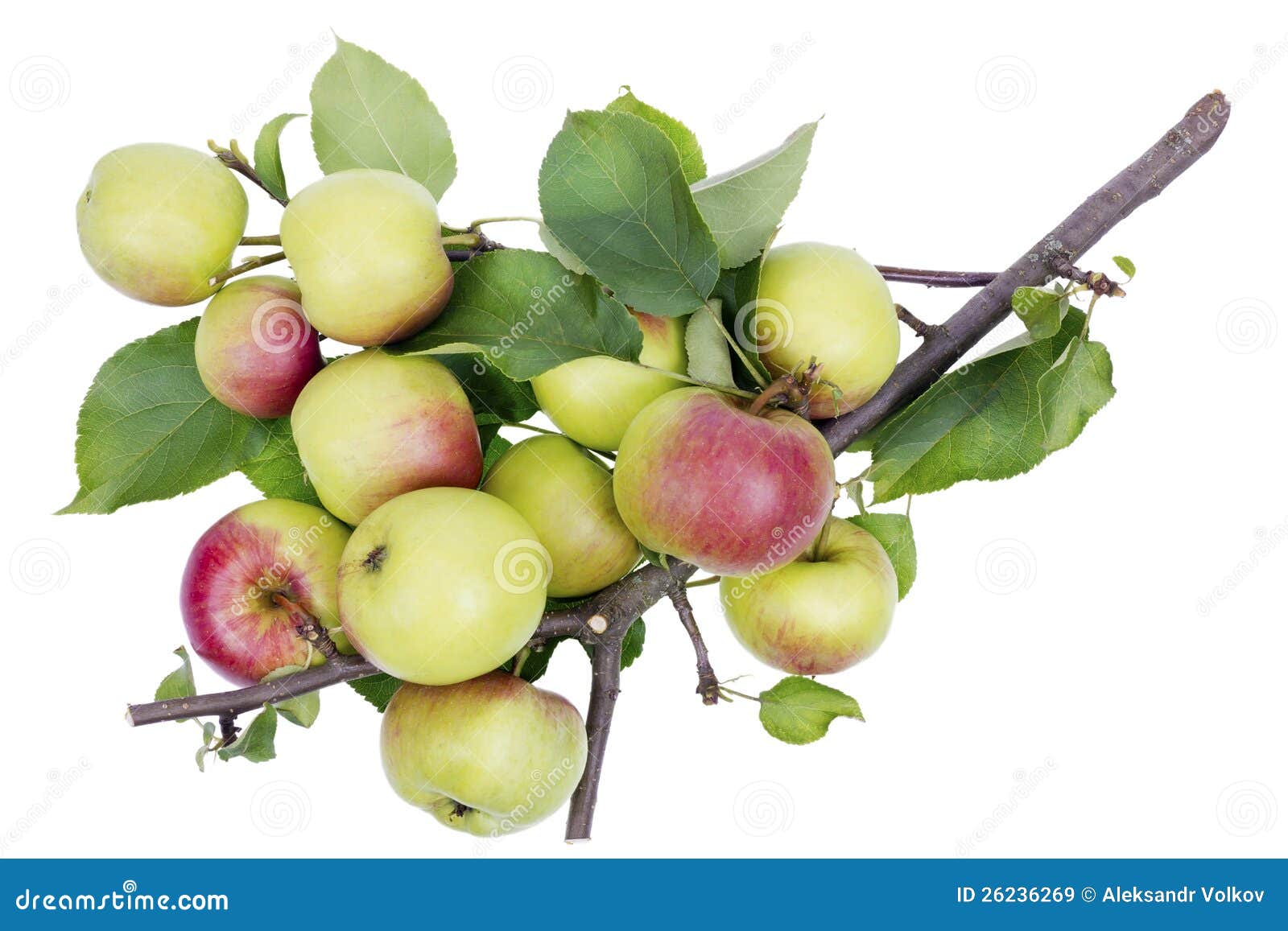 Real Summer Apples on Branch Stock Image - Image of juicy, fruit: 26236269