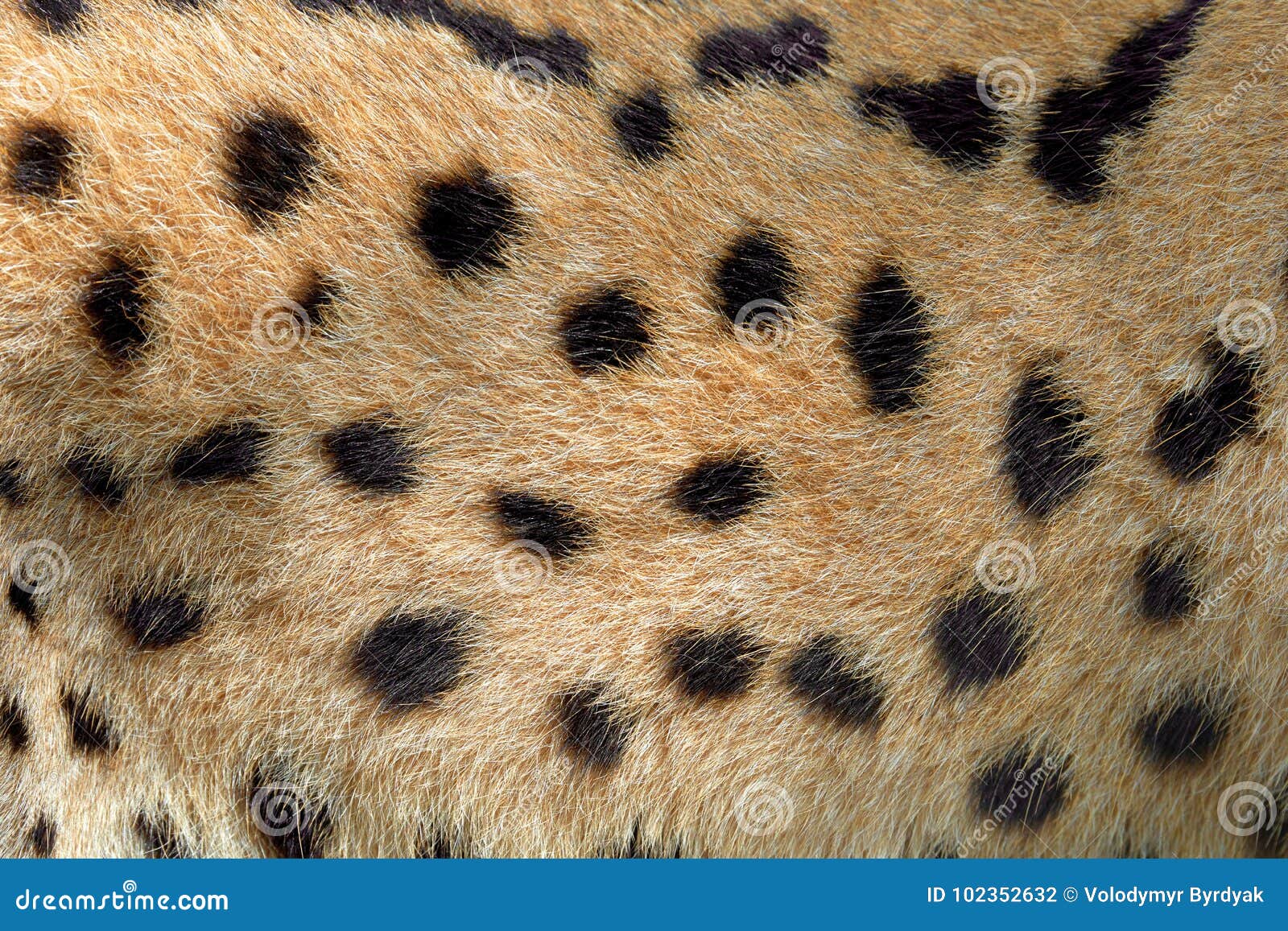 Real Texture of Serval Cat Fur Stock Photo - Image of pattern, masai ...