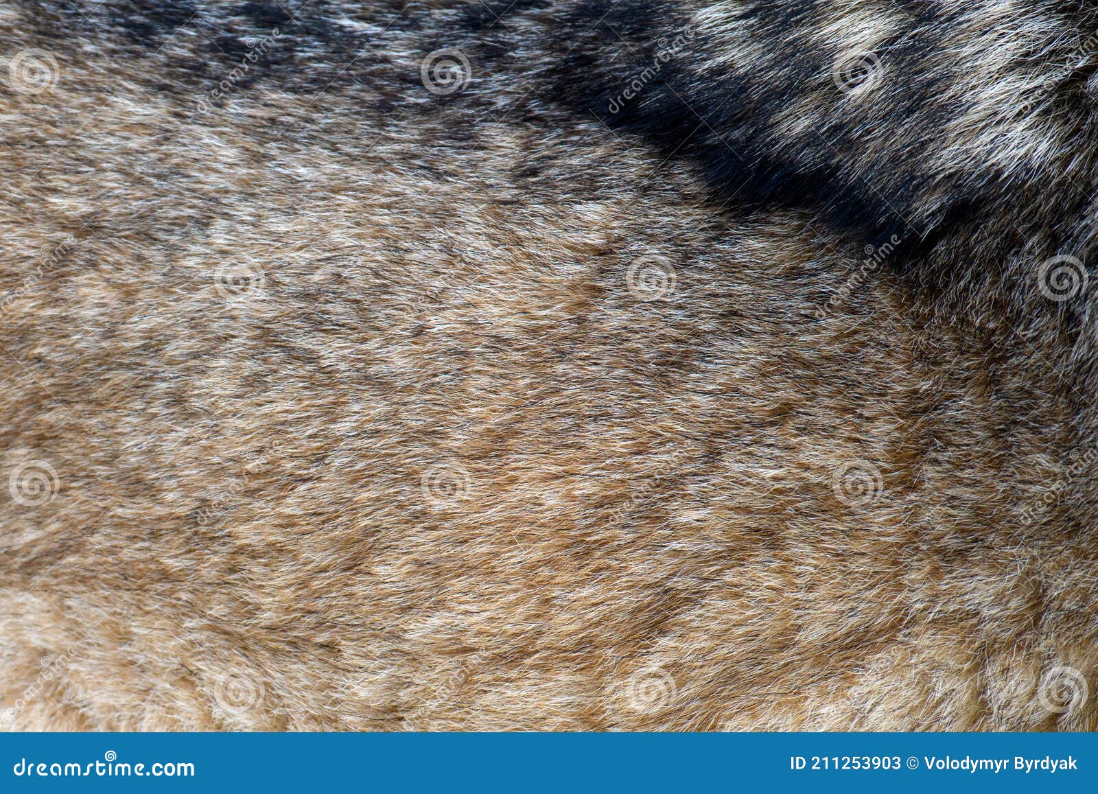 Real Texture of Silver Wolf Fur Stock Image - Image of grey, design ...