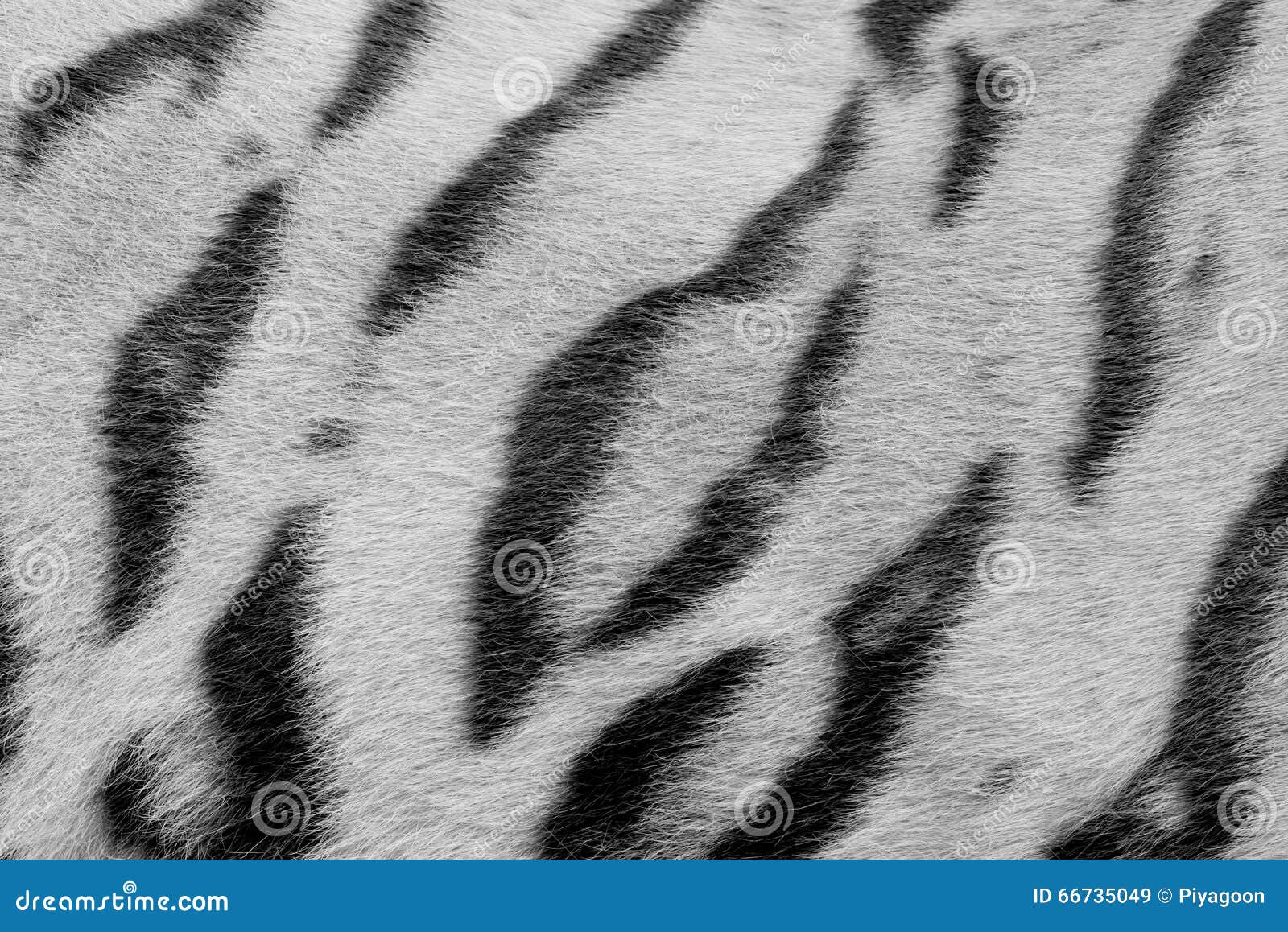 Real Tiger Fur Texture stock image. Image of carnivore - 66735049