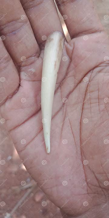 Teeth TIGER stock image. Image of jungle, real, tiger - 120711133