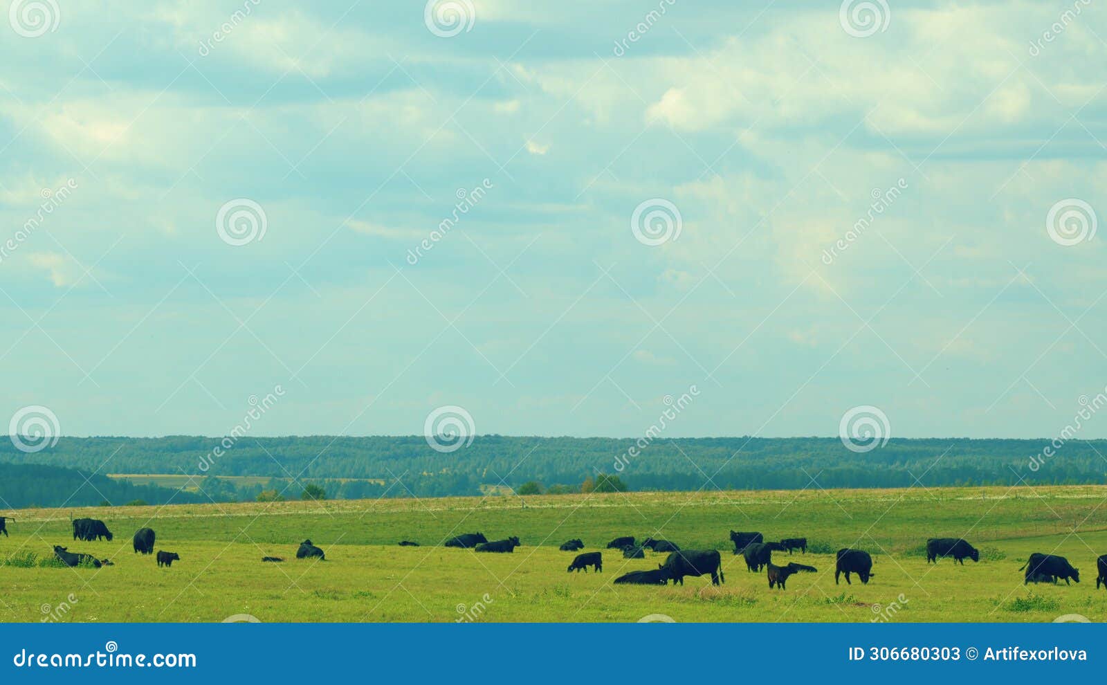 Black Angus Cattle Cows Grazing On Farmland Cows Grazing On A Green Summer Meadow Stock Image