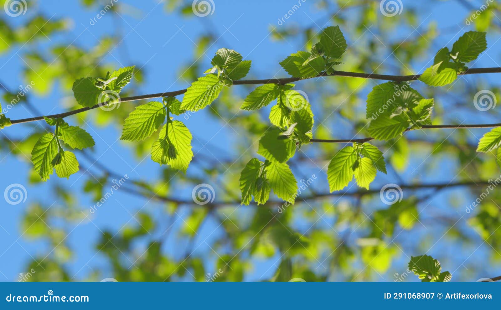 Bright Spring Natural Background. Green Leaves with Sun Rays. Tree ...