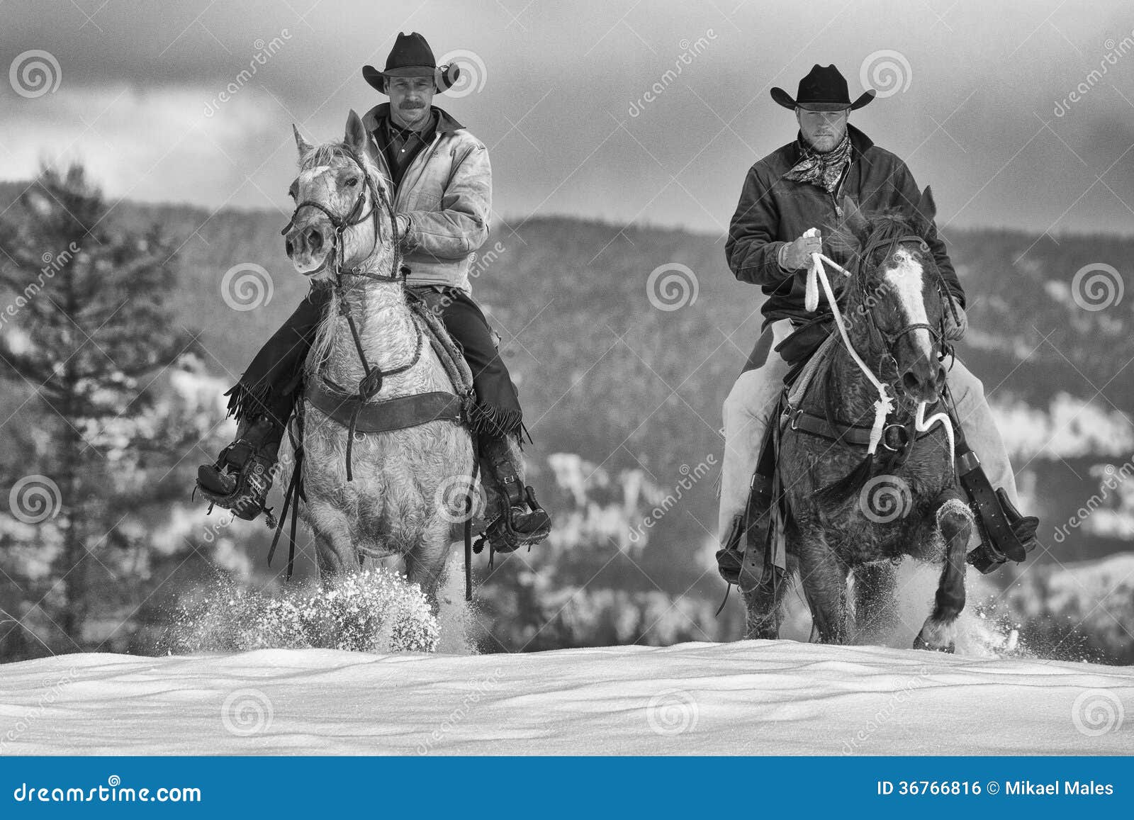Posse Horses Stock Photos - Free & Royalty-Free Stock Photos from ...