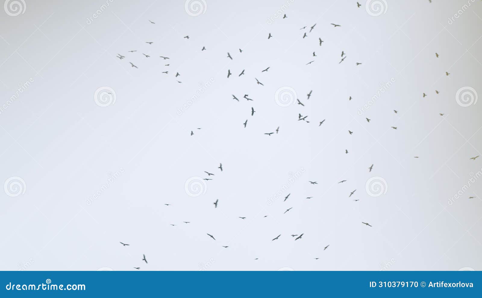 A Flock of Birds Flies in the Sky. Big Flock of Birds. Soaring Over Sky ...