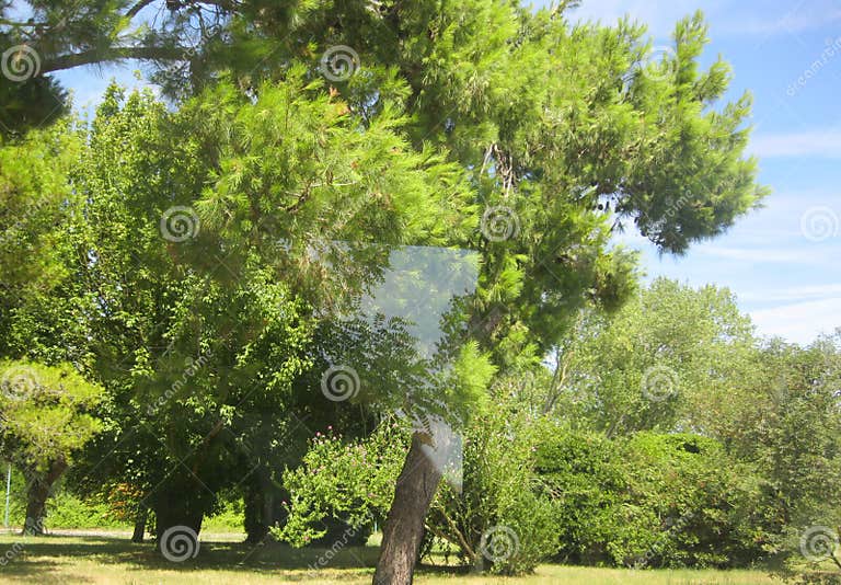 Triangle in the Middle of the Tree Stock Photo - Image of summer ...