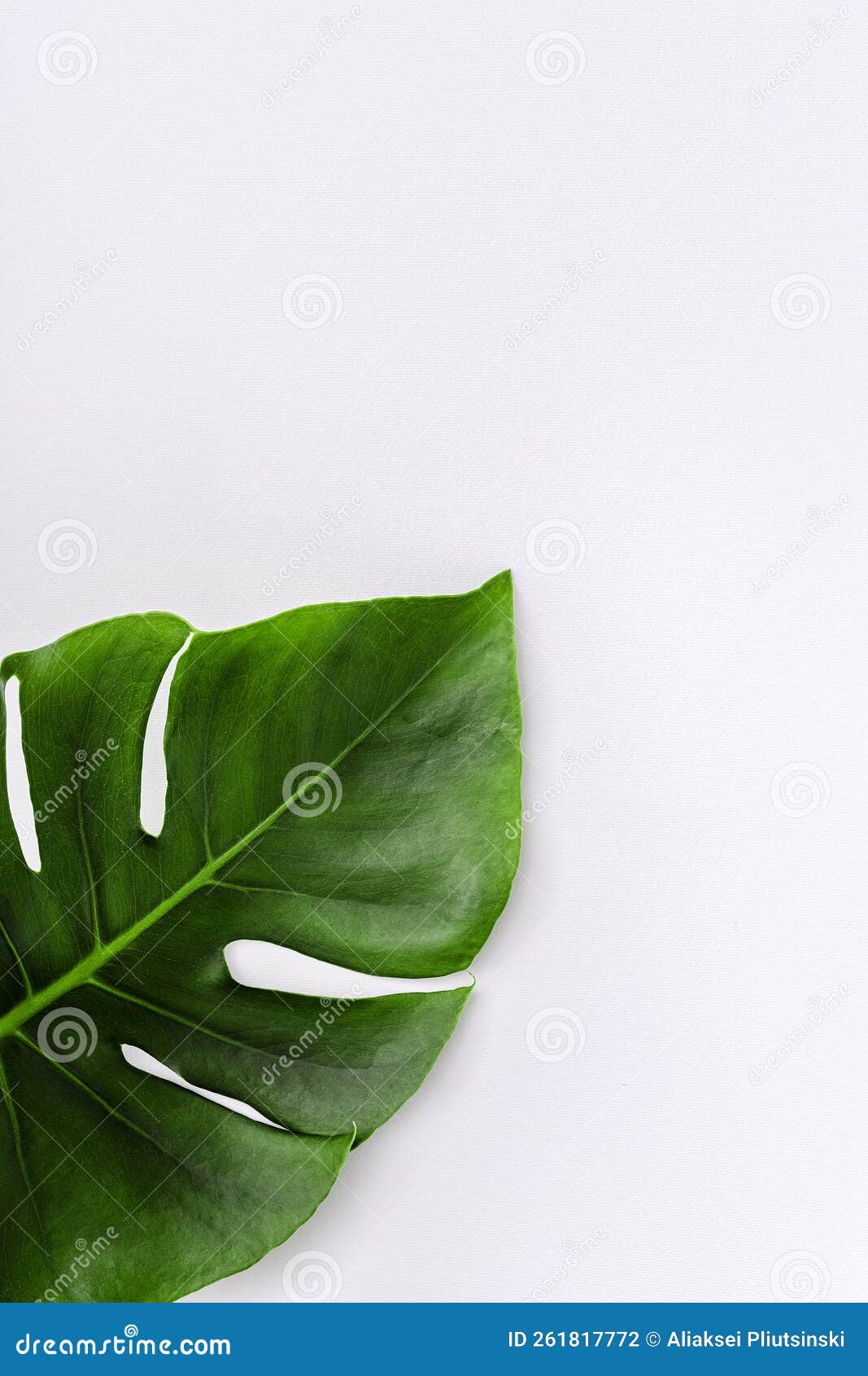 Real Tropical Leaves Set Pattern Backgrounds on White.flat Lay Design ...