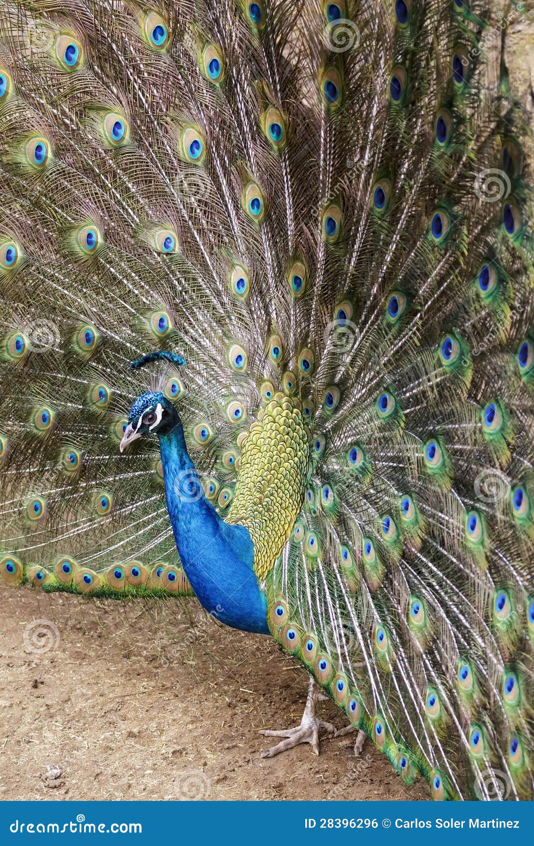 Real Turkey stock photo. Image of real, bird, plumage - 28396296