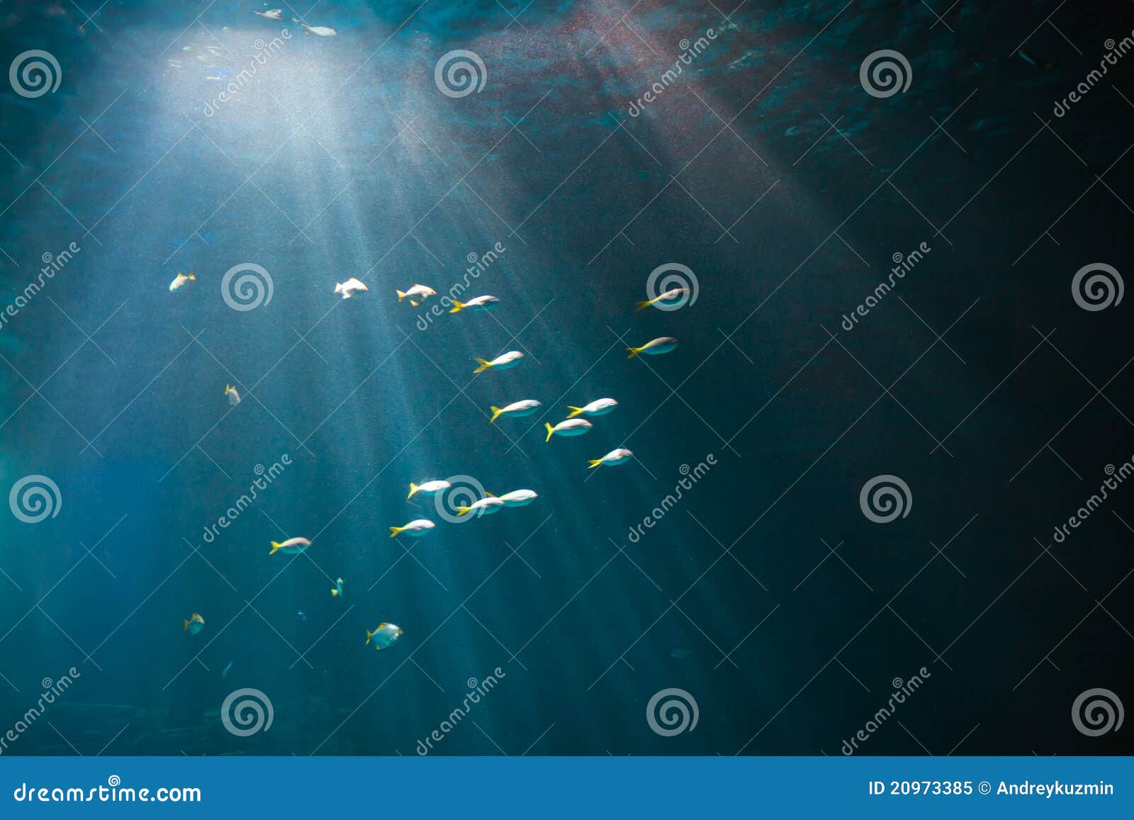 Real Underwater Background with Fishes Shoal Stock Image - Image of ...