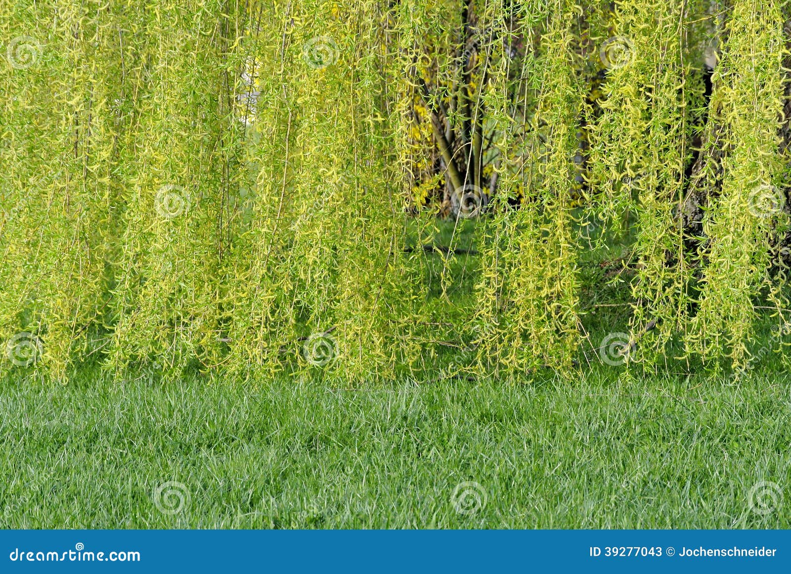 Real weeping willow stock image. Image of real, blue - 39277043