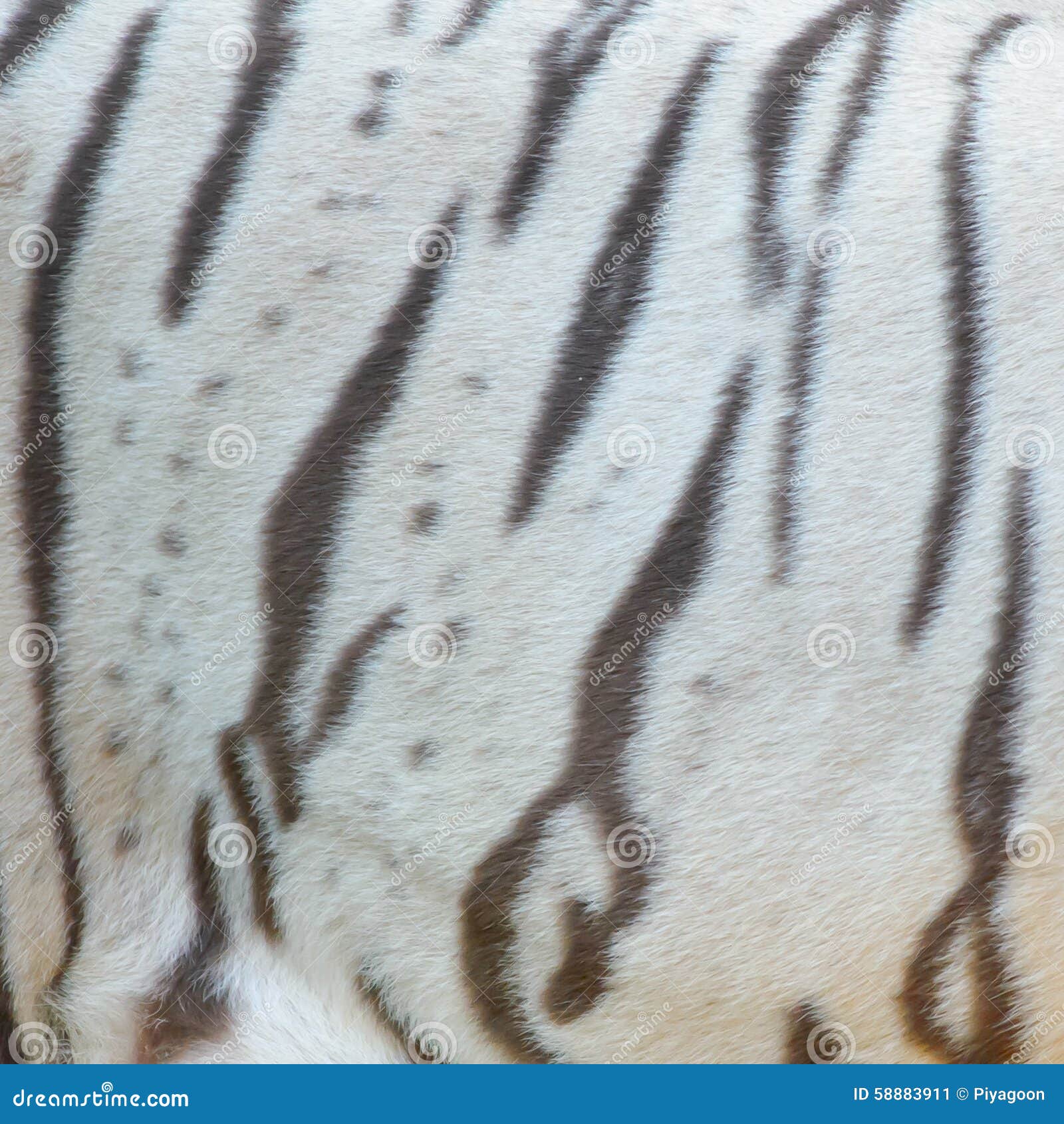 Real White Bengal Tiger Fur Stock Photos - Download 69 Royalty Free Photos