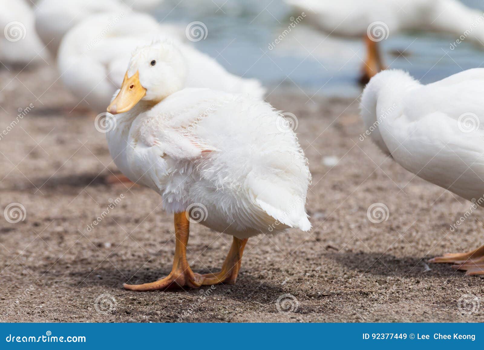 Real White Duck in a Farm with Pond Stock Image - Image of lake, bird ...
