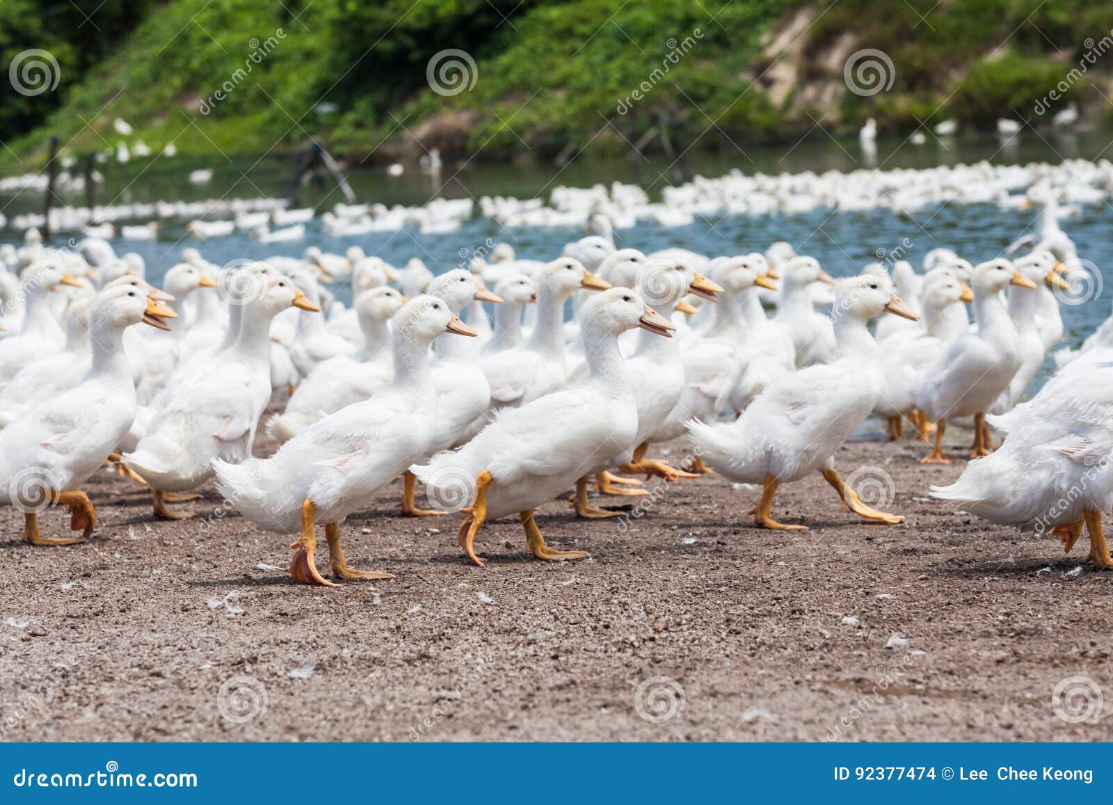 Real White Duck in a Farm with Pond Stock Photo - Image of closeup ...