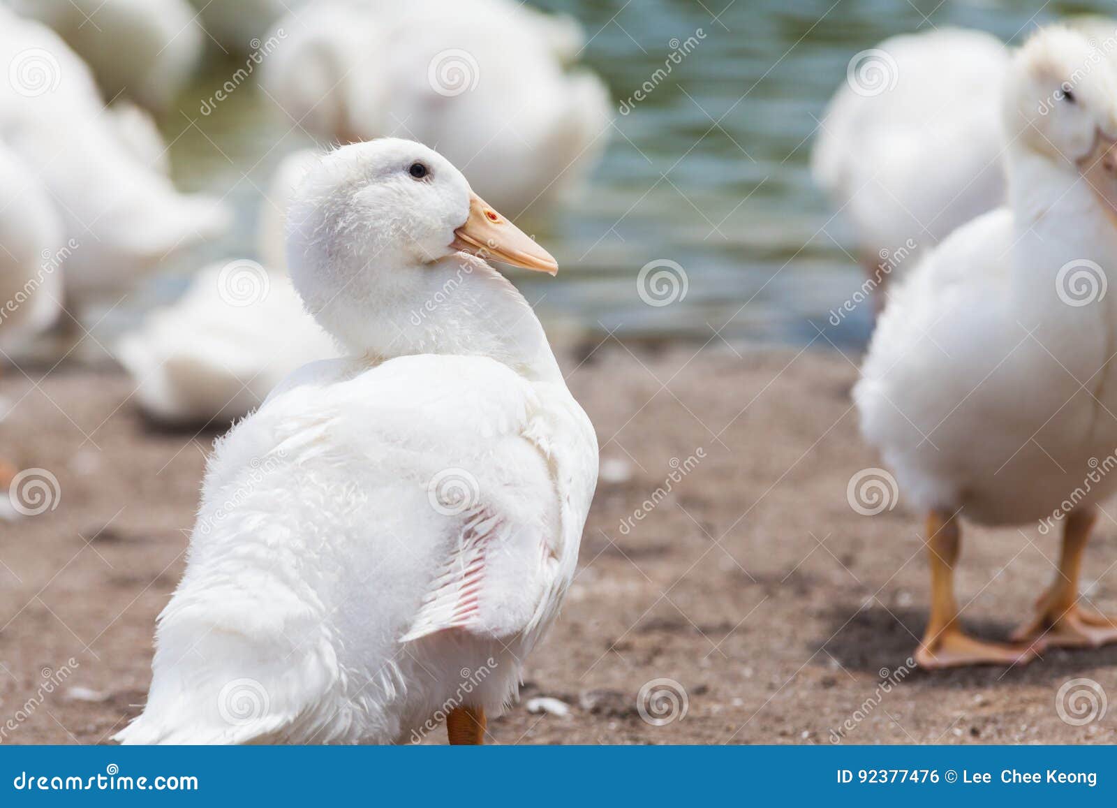 Real White Duck in a Farm with Pond Stock Photo - Image of geese ...