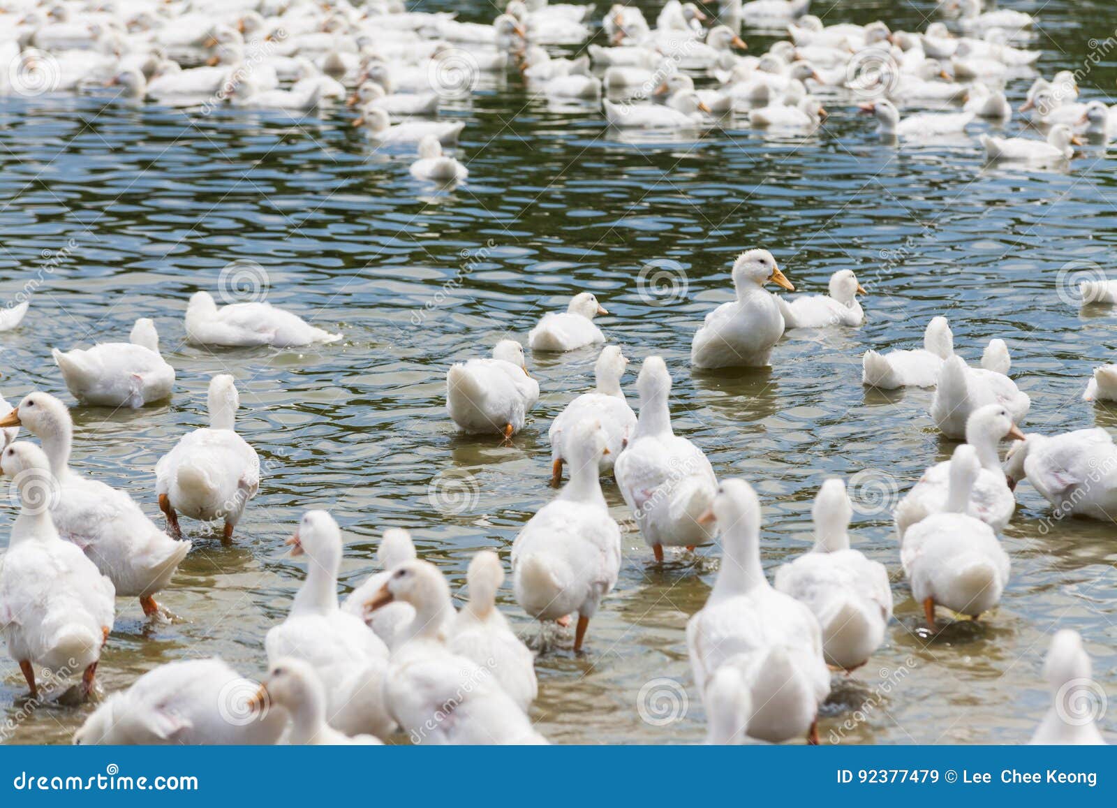 Real White Duck in a Farm with Pond Stock Image - Image of livestock ...