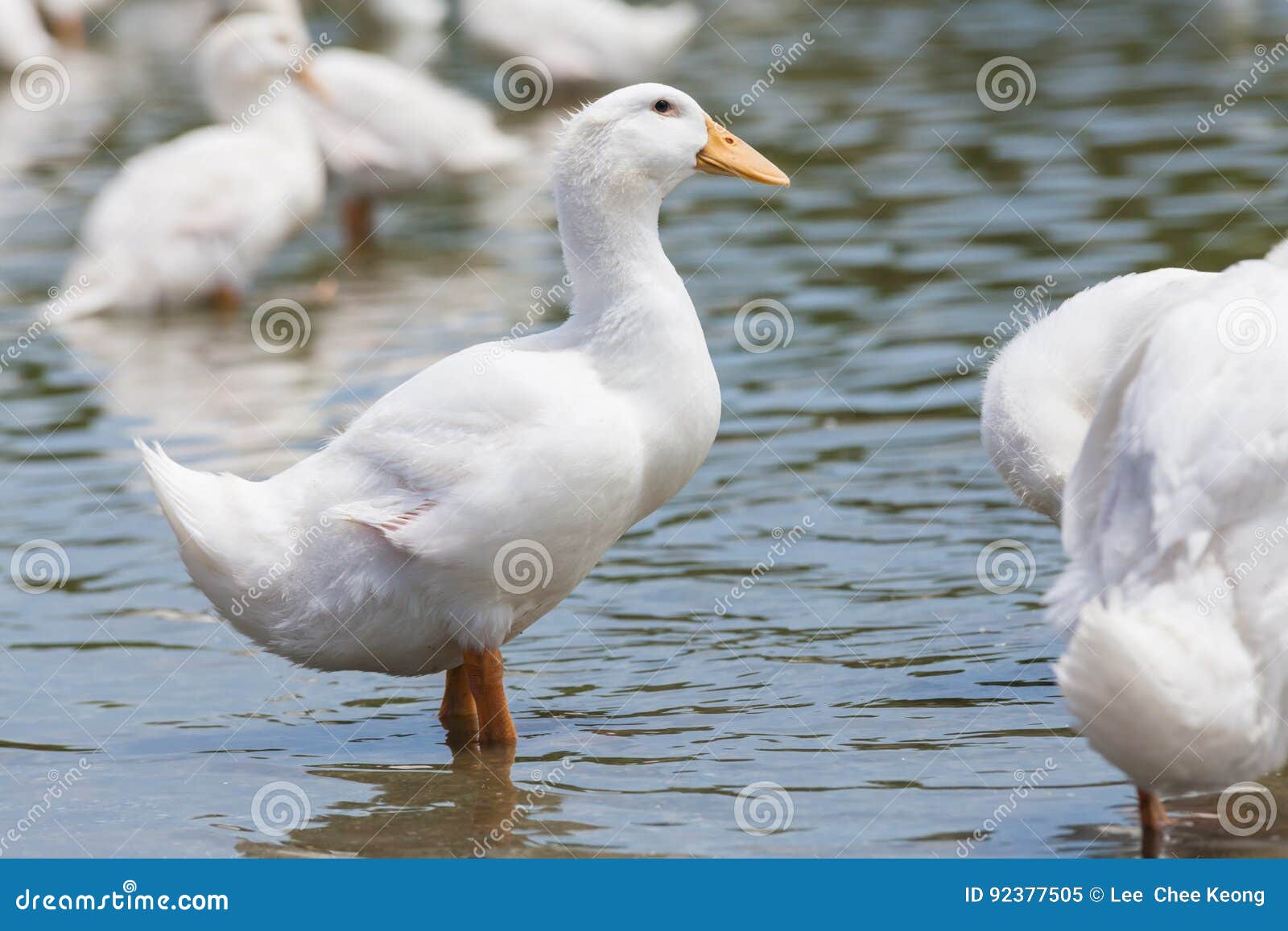 Real White Duck in a Farm with Pond Stock Image - Image of duck, animal ...